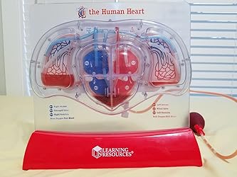 Amazon.com: Learning Resources Pumping Heart Model - 1 Piece, Grades 3 ...