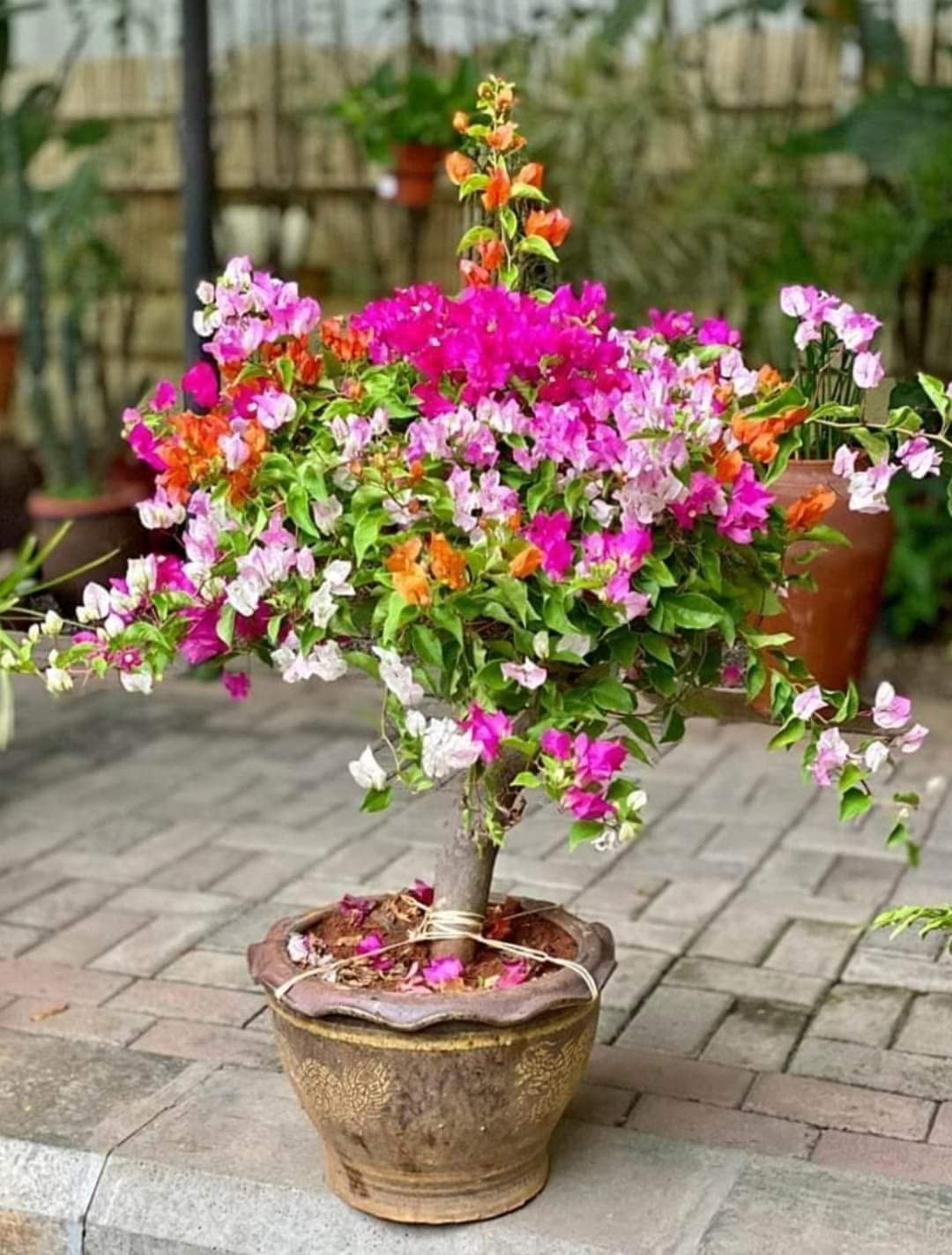 GoGreen 4-5 Colour Multi Grafted Bougainvillea Kagoj Flower Live Plant ...