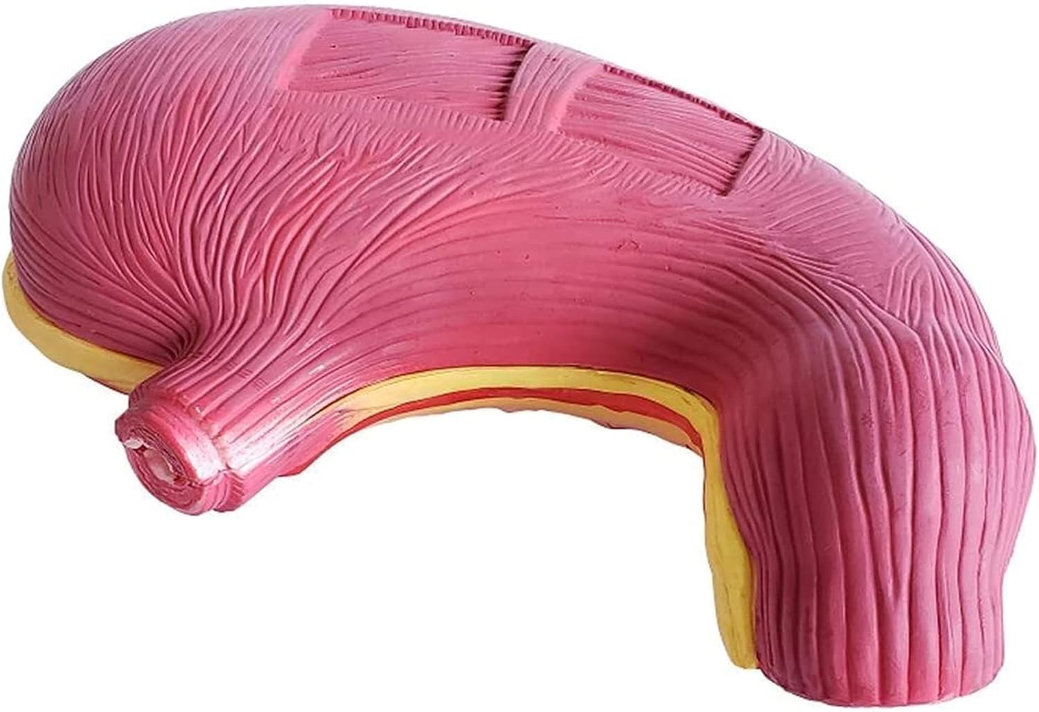 Modelo anatómico, Modelo anatómico 4D Modelo de anatomía Humana Modelo ...