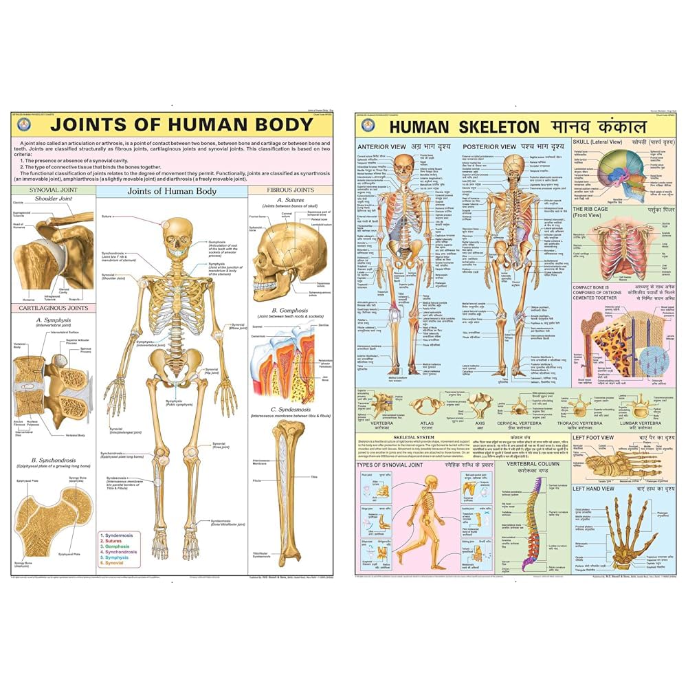 Buy HP25S | TeachingNest | Joints of Human Body Chart 70x100 cm ...