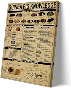 Amazon.com: Jinwaftv Guinea Pig Knowledge Poster Educational Wall Art ...