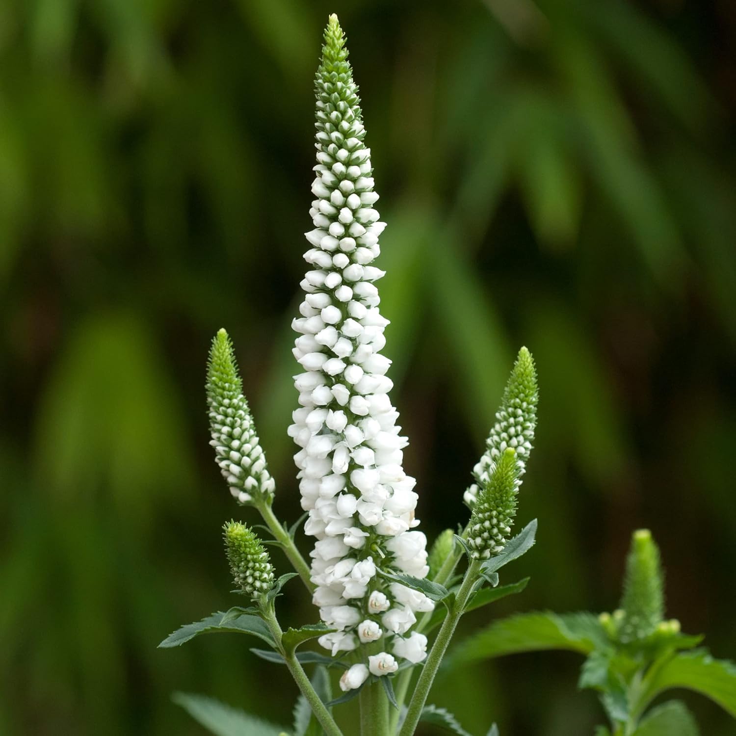 Veronica First Lady - Tall Speedwell | Deciduous Outdoor Garden ...