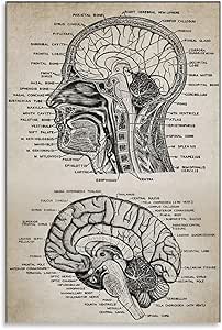 Amazon.com: CYPGTBCK Vintage Brain Anatomy Poster Brain Knowledge ...