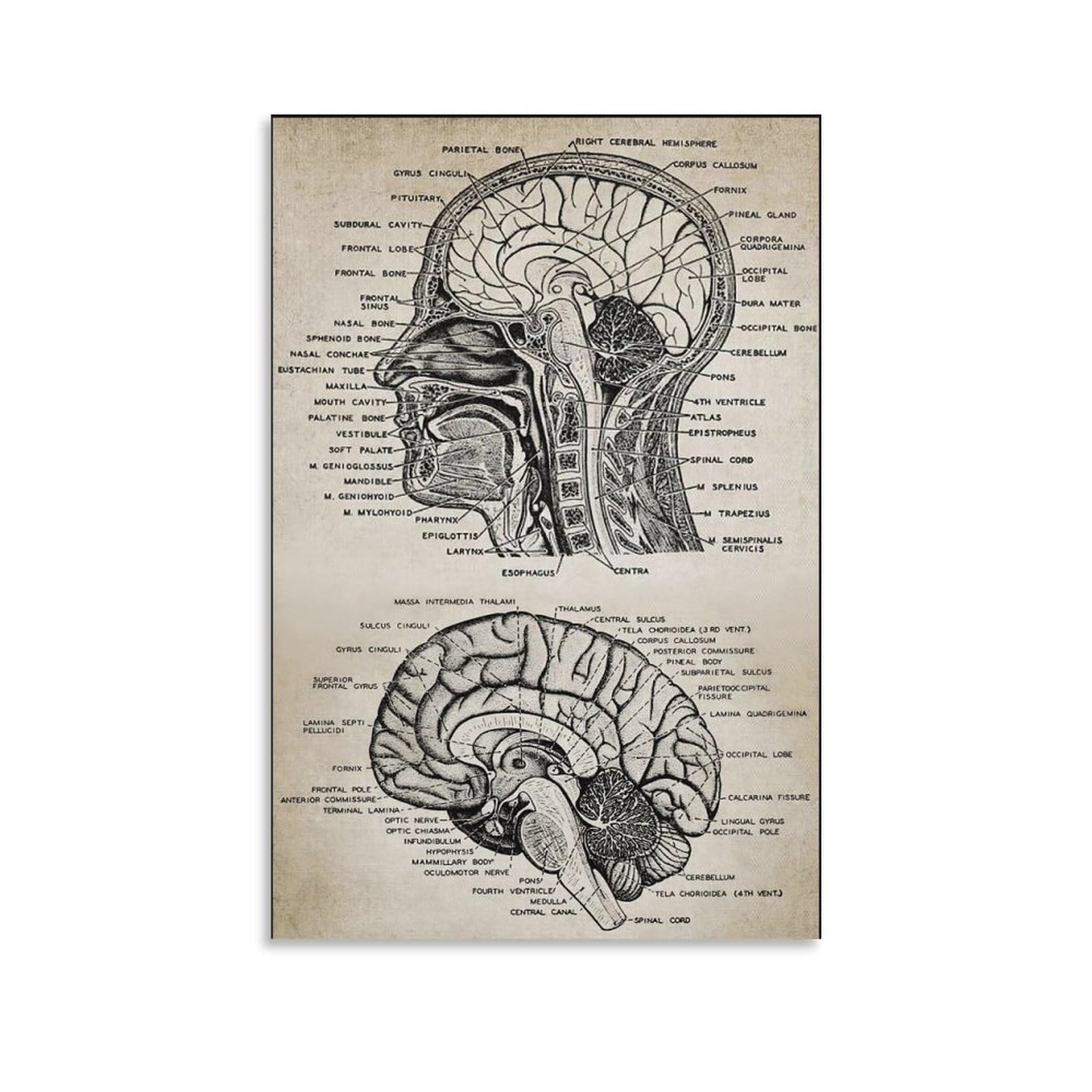 Amazon.com: CYPGTBCK Vintage Brain Anatomy Poster Brain Knowledge ...