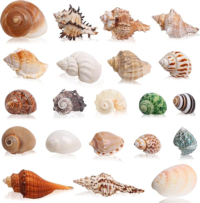 SKOOLOVE 21PCS Hermit Crab Shells Small to Large, Sea Conch Size 3-10CM ...