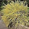 CYTISUS PRAECOX Warminster Broom DECIDUOUS Shrub Hardy Garden Plant in ...