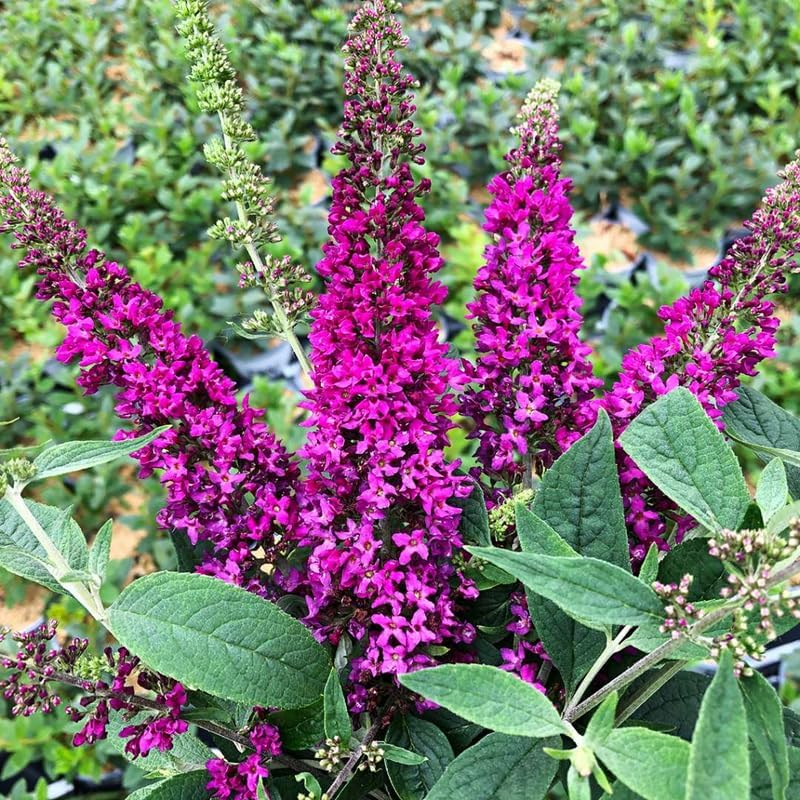 Amazon.com : Pink Butterfly Bush Live Plant Shrub, 4" Pot : Patio, Lawn ...