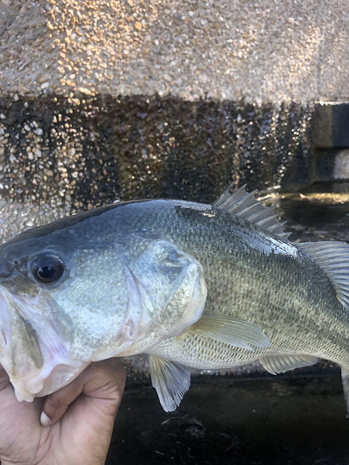 $4/mo - Finance Chill-N-Reel Fishing Can Cooler (from Shark Tank) with ...