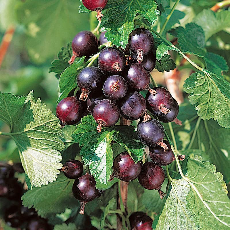 Black Gooseberry Ribes Lacustre (Swamp Gooseberry) — Native Plant