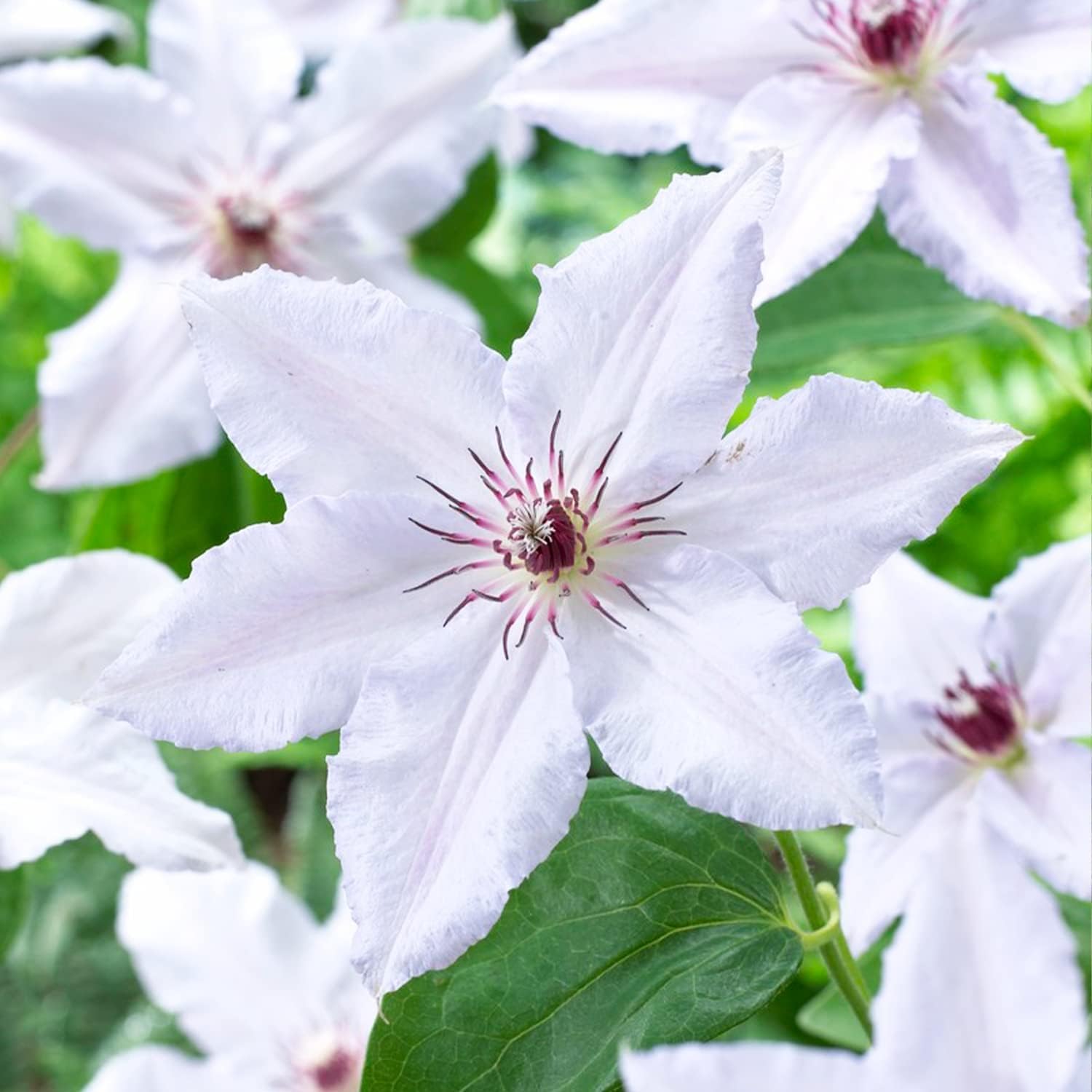 White Clematis Varieties Clematis Plants | Dobies