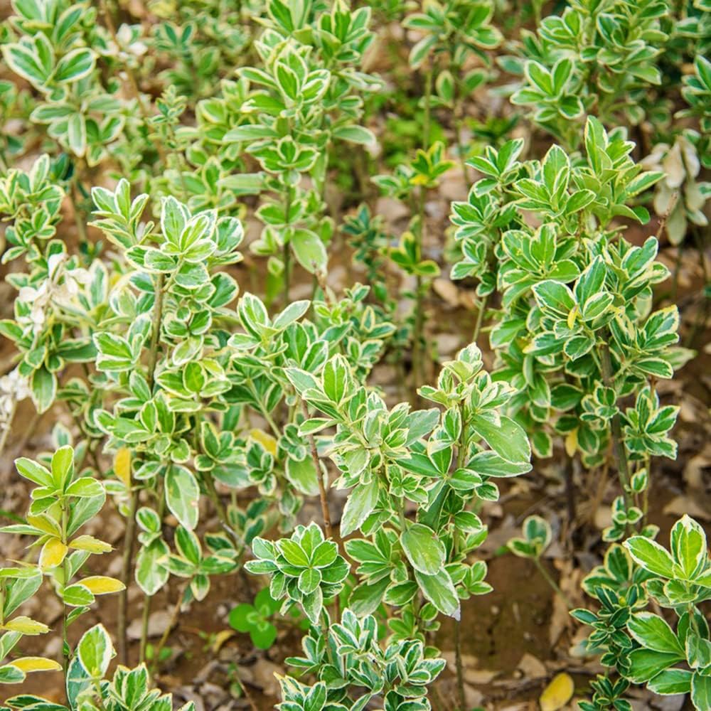 Semi Di Piante Di Bosso, Buxus Microphylla, Semi Di Alberi - Buxus ...