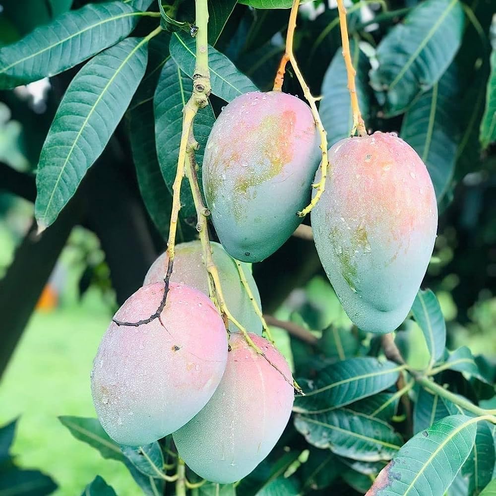 Green Horizon Rare Authentic PUSA ARUNIMA Mango Grafted Fruit Plant ...