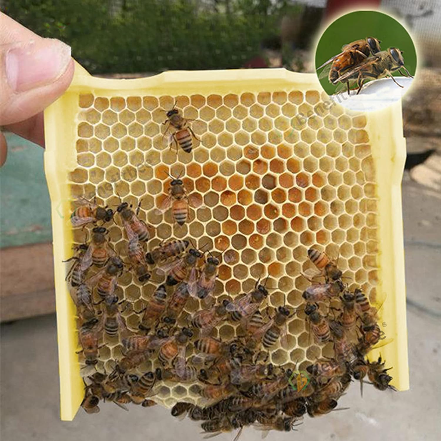 Compact Queen Breeding Box for Beekeepers - Mini Nepal | Ubuy