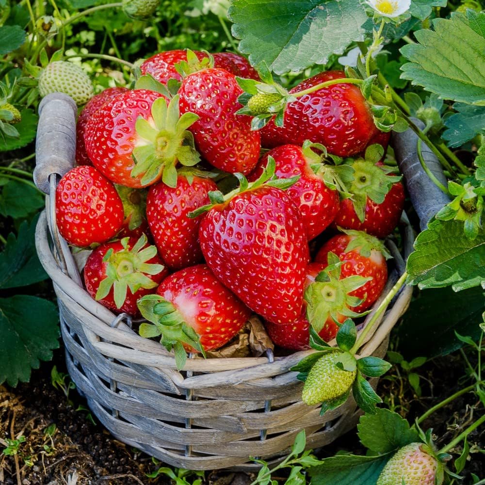 Strawberry Plants Ready to Plant UK 'Sweetheart' Hardy Perennial Easy ...