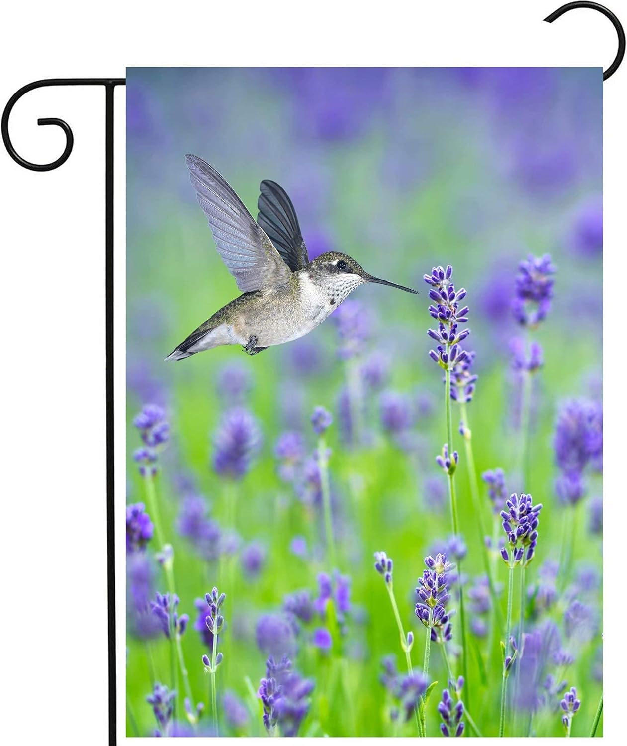 Amazon.com : Pickako Tropical Summer Spring Hummingbird Bird In Purple ...