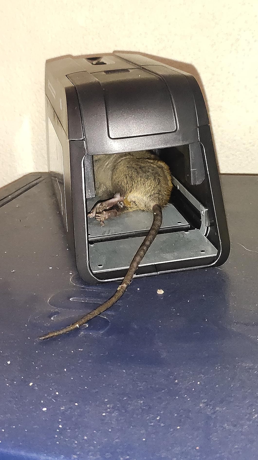 Owltra Electric Mouse Trap, Instant Kill Rodent Zapper With Dual ...