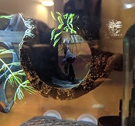 Zoo Med BL-10E Floating Betta Log : Amazon.co.uk: Everything Else