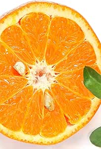 Amazon.com : Dwarf Temple Orange Tree, Citrus, 1 Gal : Patio, Lawn & Garden