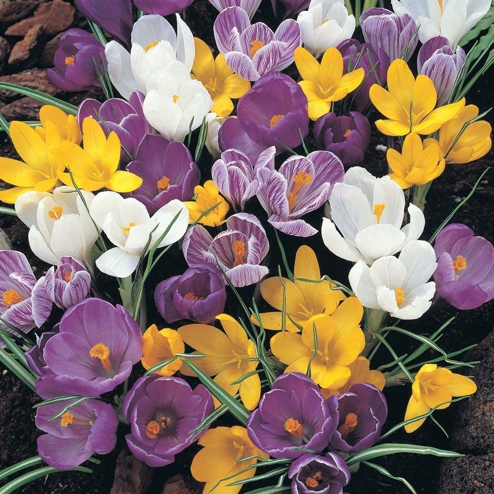 The Great British Bulb Company - Crocus Species Mixed x30 : Amazon.co ...