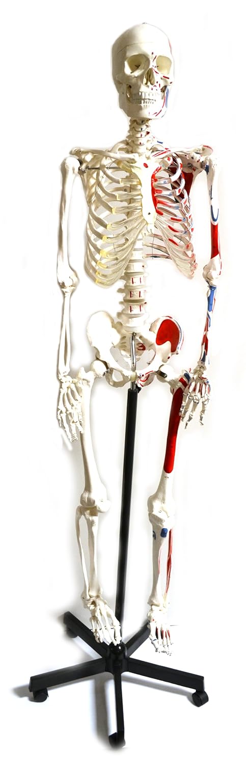 Amazon.com: Muscular Painted Human Skeleton Anatomical Model with ...