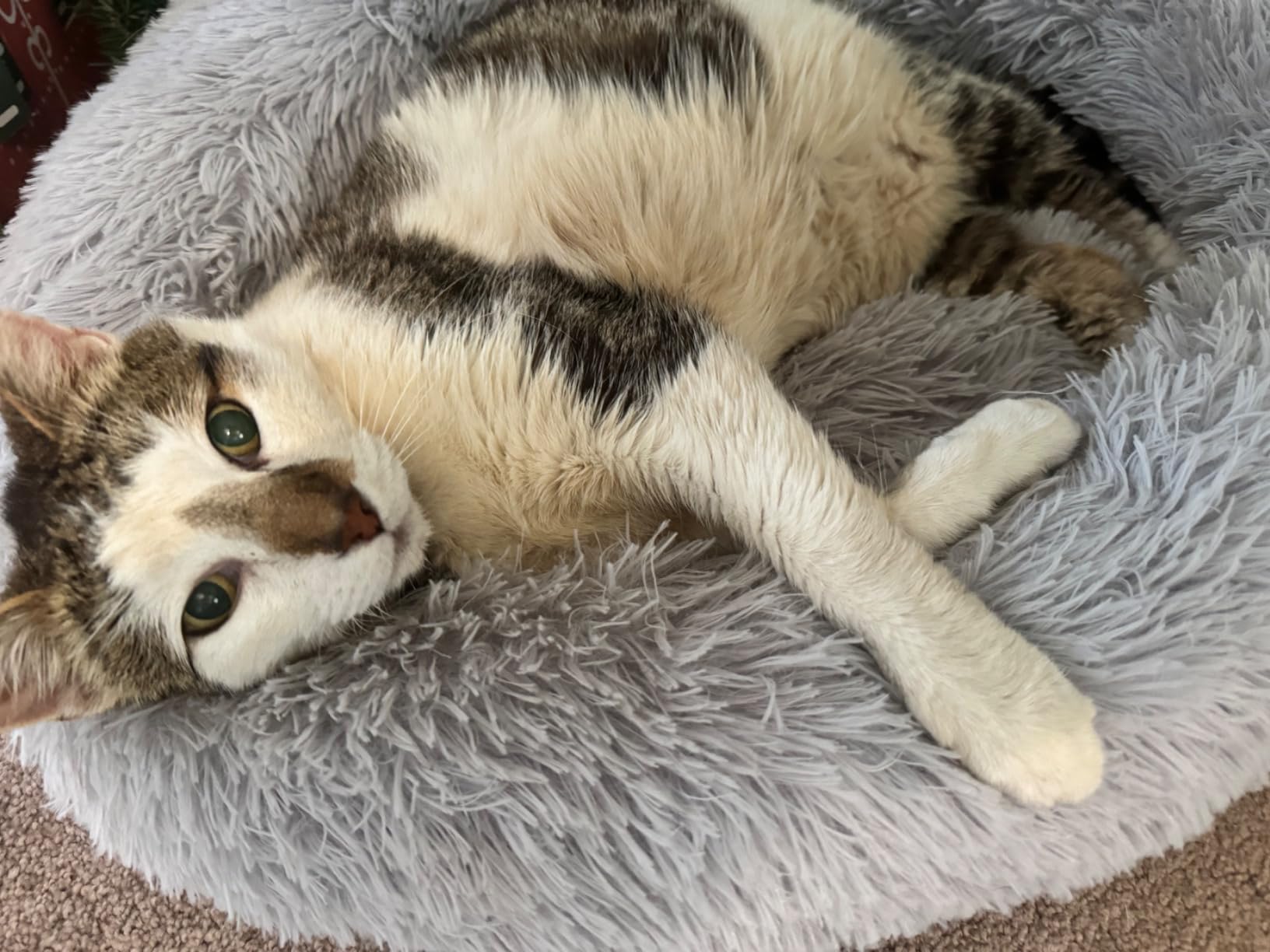 BODISEINT Modern Soft Plush Round Pet Bed for Cats or Small Dogs, Mini ...