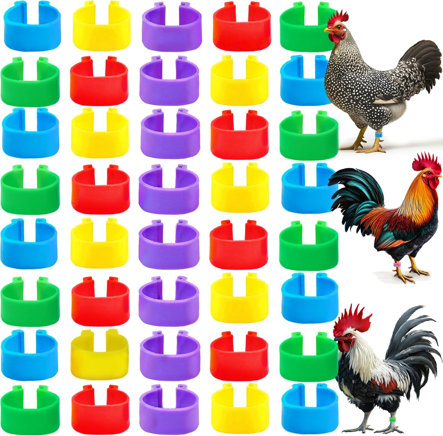 Amazon.com: RONDURE Chicken Leg Bands Poultry Tags for Legs DIY ...