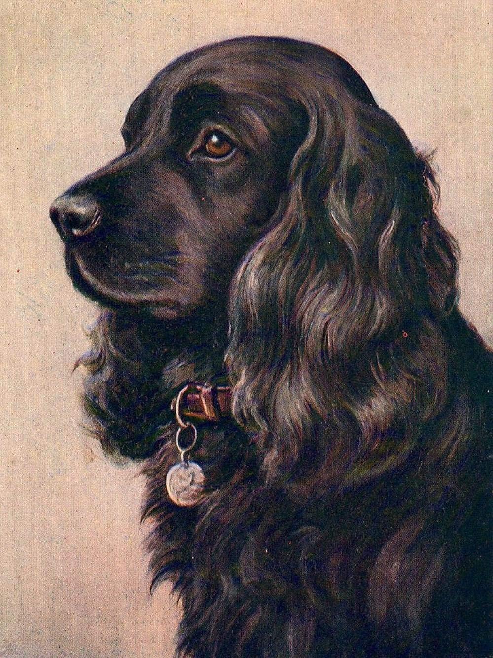 Black English Cocker Spaniel- Paint by Numbers for Adults Pet Dog ...