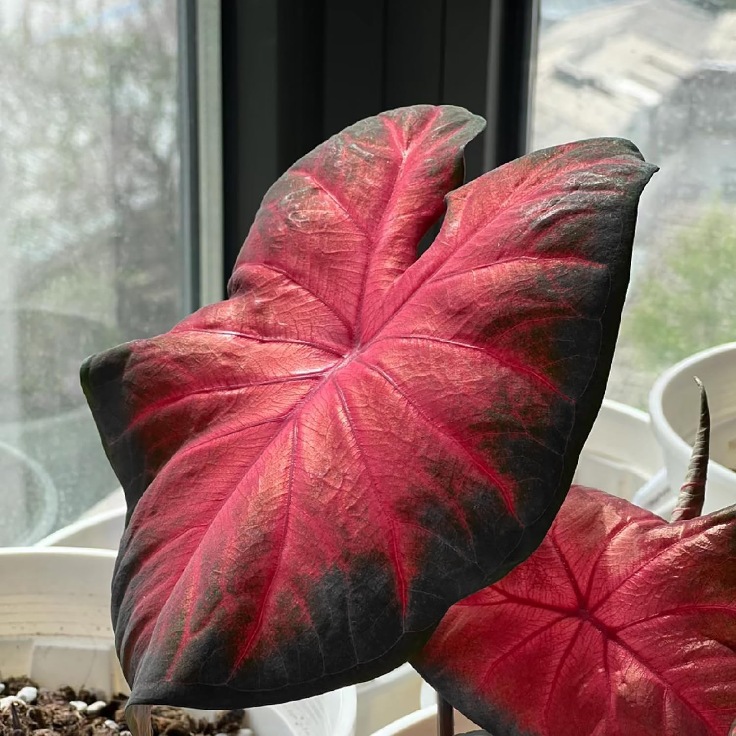 Amazon.com: SEBIOLA Caladium Seeds 300 Count – Striking Black-Edged Red ...