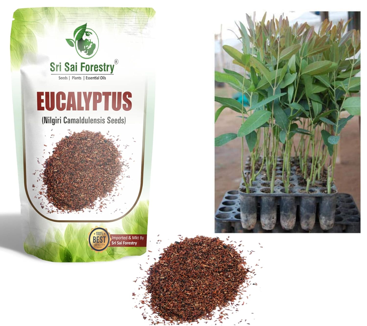 SRI SAI FORESTRY Eucalyptus Nilgiri Paperwood Hard Timber Fast Growing ...