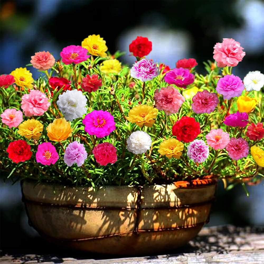 Amazon.com : QAUZUY GARDEN Mixed Moss Rose Seeds 1000 Seeds ‘Portulaca Grandiflora’ Flowers for ...
