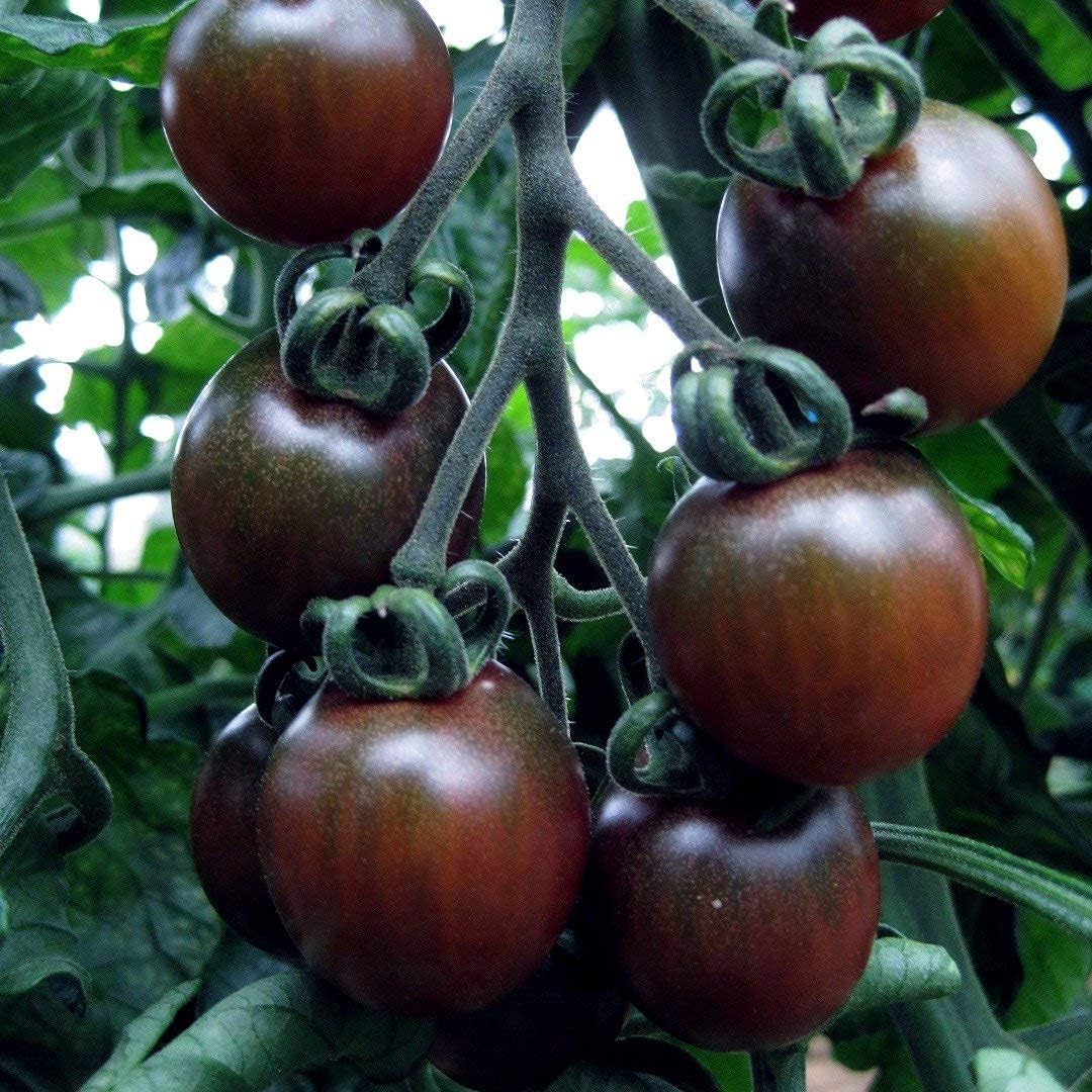 Amazon.com : Black tomatoes. kumato tomato - 25 Seeds - Slicing tomato ...