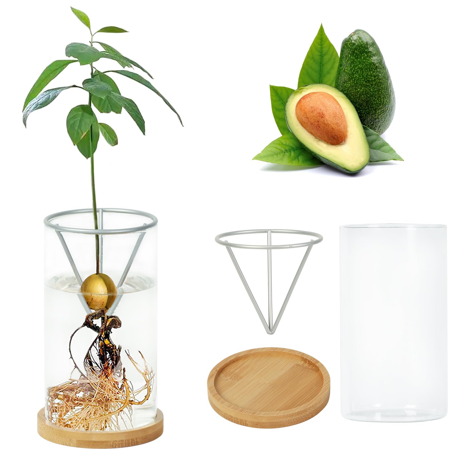 Amazon.com: Bylion Avocado Tree Growing Kits, Avocado Growing Vase ...