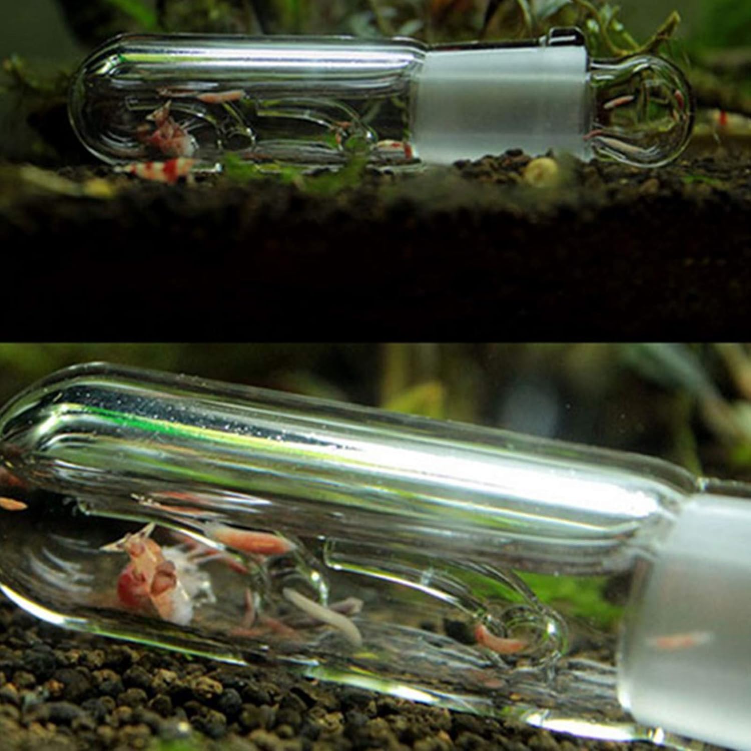 2 pcs Glass Planaria Trap Cathers,Planaria Trap for Cherry Shrimp ...