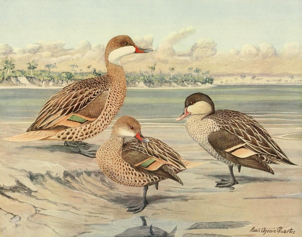 Amazon.com: Nat History of Ducks 1925 Bahama Duck et al Poster Print by ...