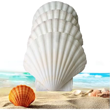 Amazon.com: CROSSBODY 12Pcs Scallop Shells,Sea Shell for Crafts ...