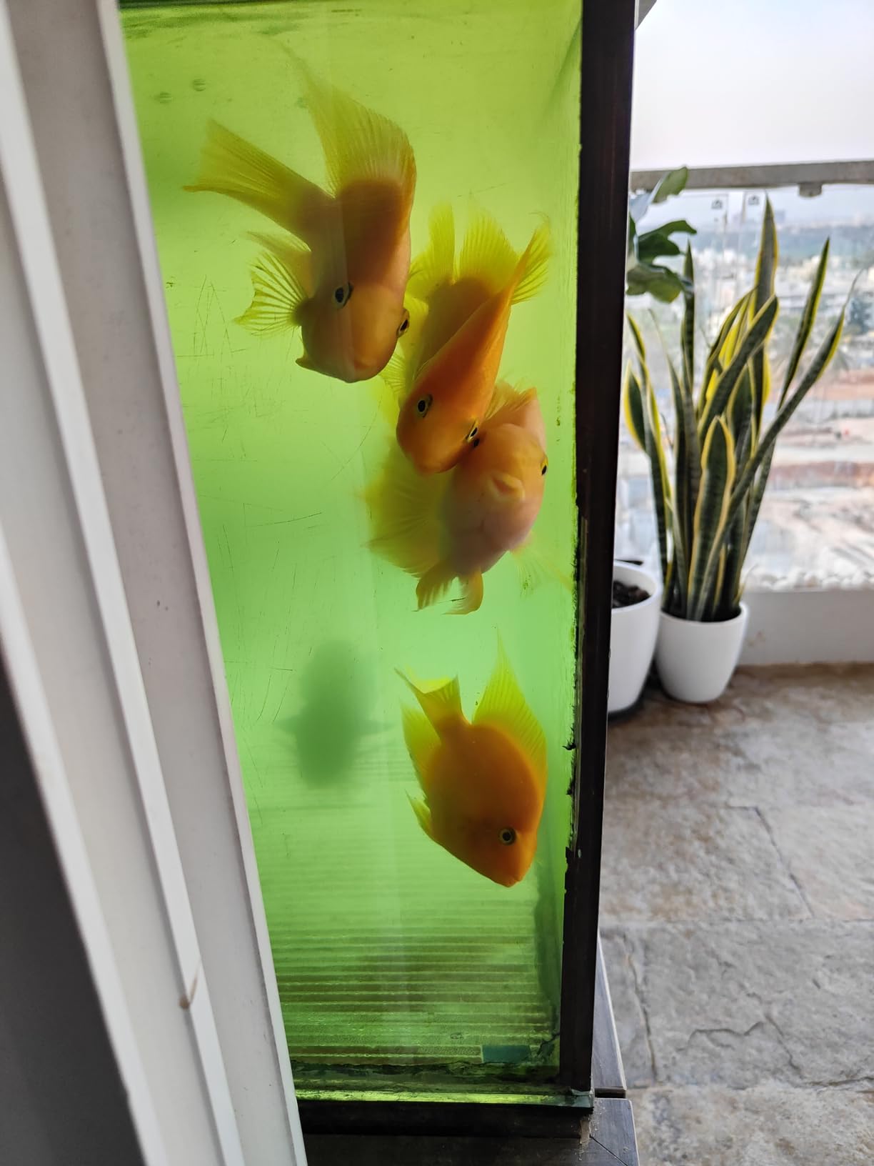 Aquarium Products India (API) Combo for Water Care 4+ Good Bacteria for ...