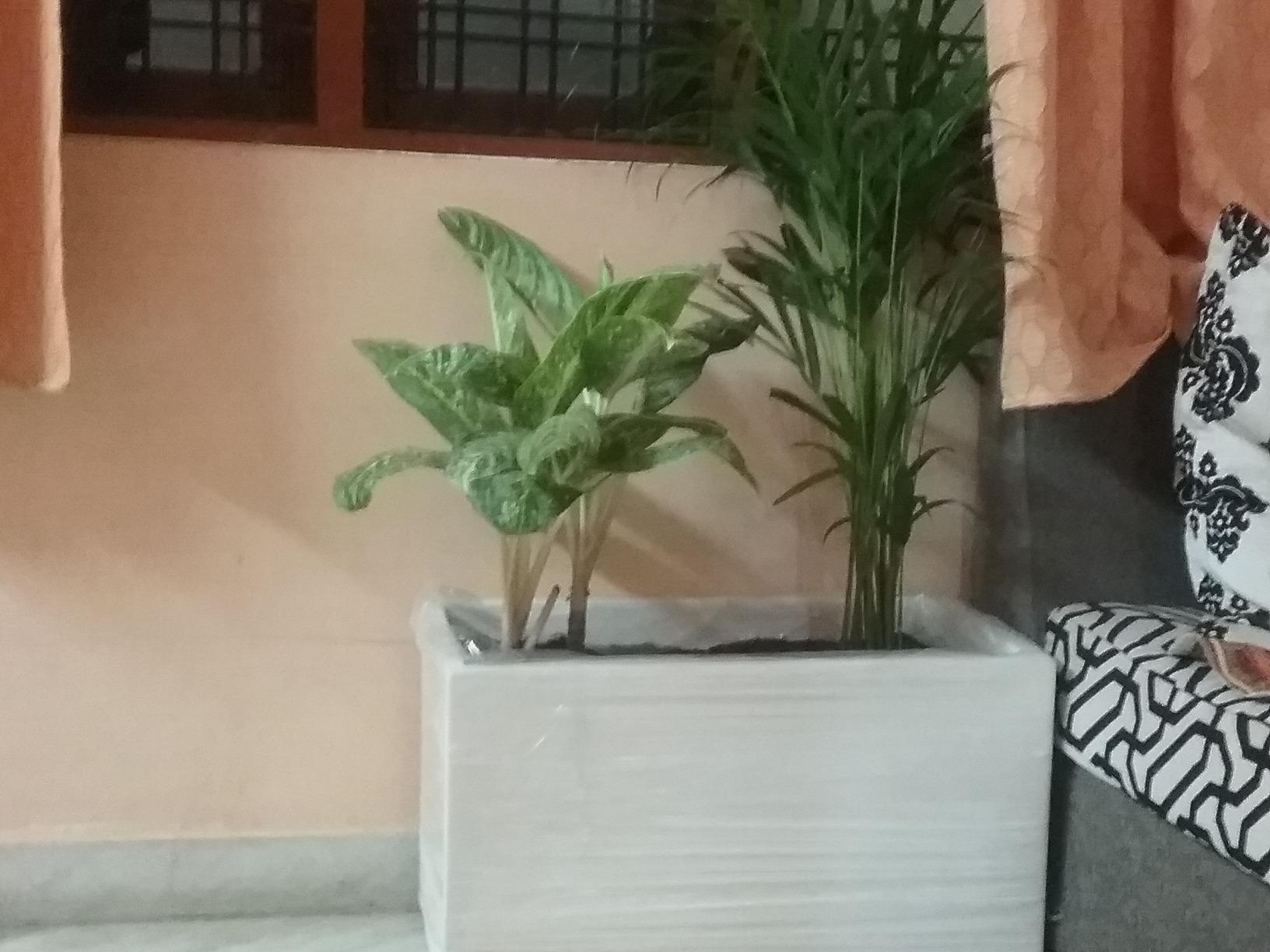 YUCCABE ITALIA Stone Rectangular Planter Box Tray (24x13 Inches, White ...