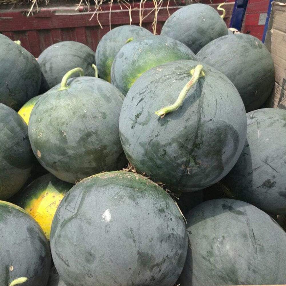 Semillas raras de sandía negra belleza temprana de verdura gigante para ...