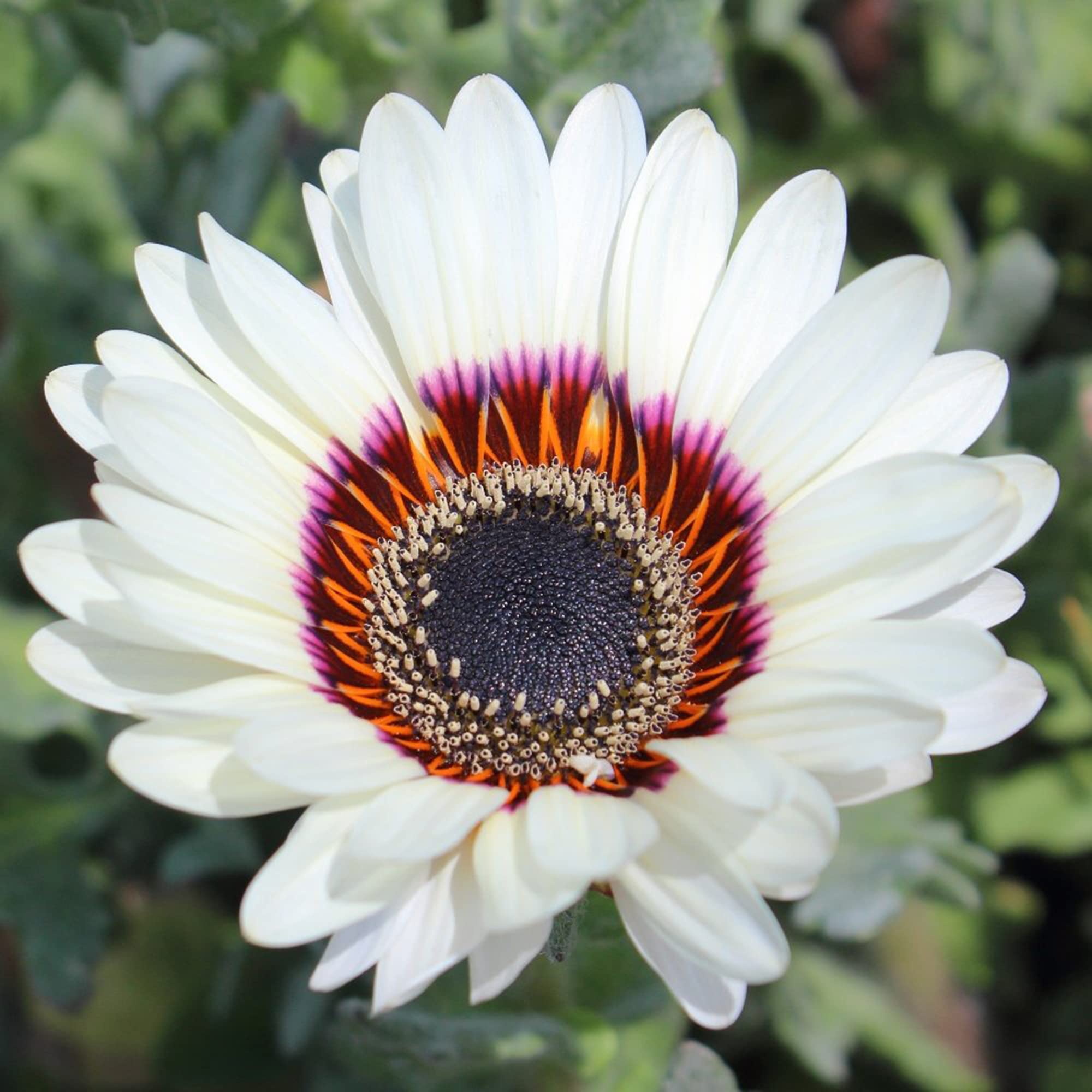 Amazon.com : Snow White Sunflower Seeds White Wedding Floral ...