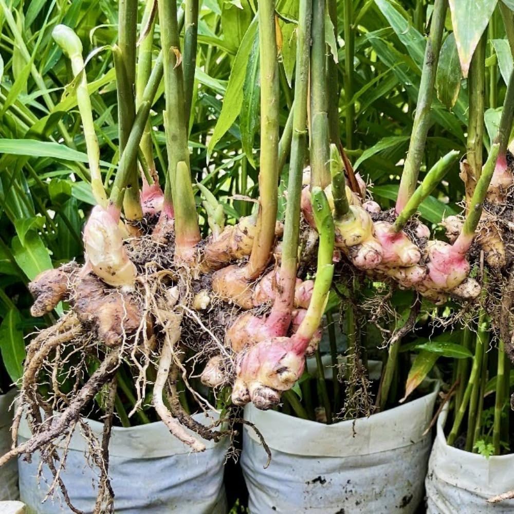 Amazon.com : 1 Galanga Ginger Plant Live for Planting, Size 4-8” Tall ...