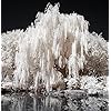 Amazon.com : One White Willow Tree - Silver Leafs Shimmer in The Moon ...