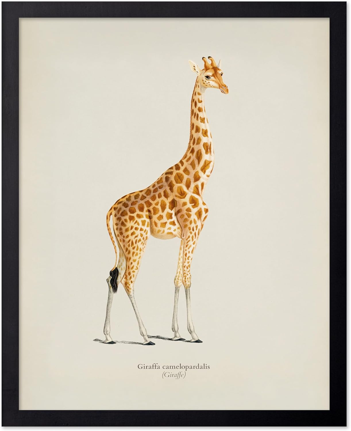 Amazon.com: Poster Master Giraffa Camelopardalis Poster - Giraffe Print ...