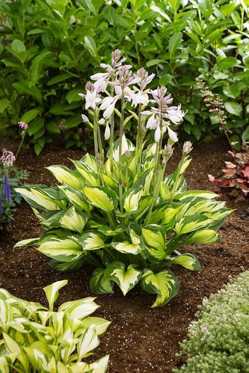 Hosta 'Colored Hulk' – Zweifarbige Funkie im 1L Topf | Staude für Schatten & Halbschatten ...