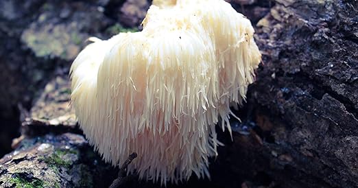 Amazon.com : 100 Lion's Mane Mushroom Spawn Plugs/Dowels to Inoculate ...