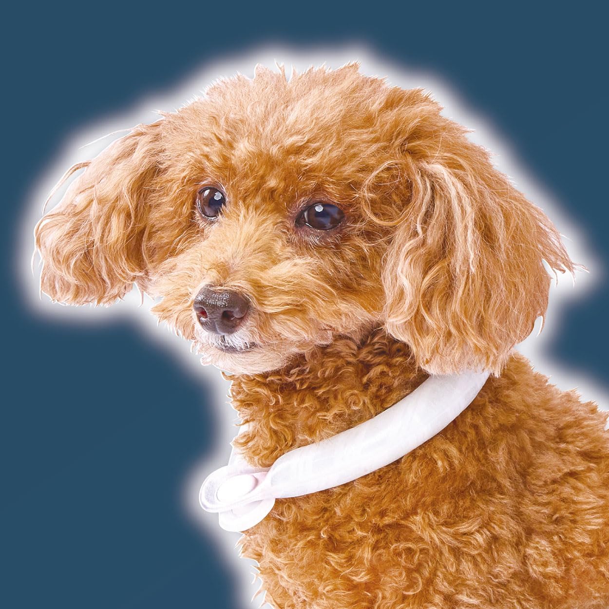 Amazon | ペティオ (Petio) クールネックリング 犬 S サイズ | ペティオ (Petio) | ネックレス・ペンダント 通販