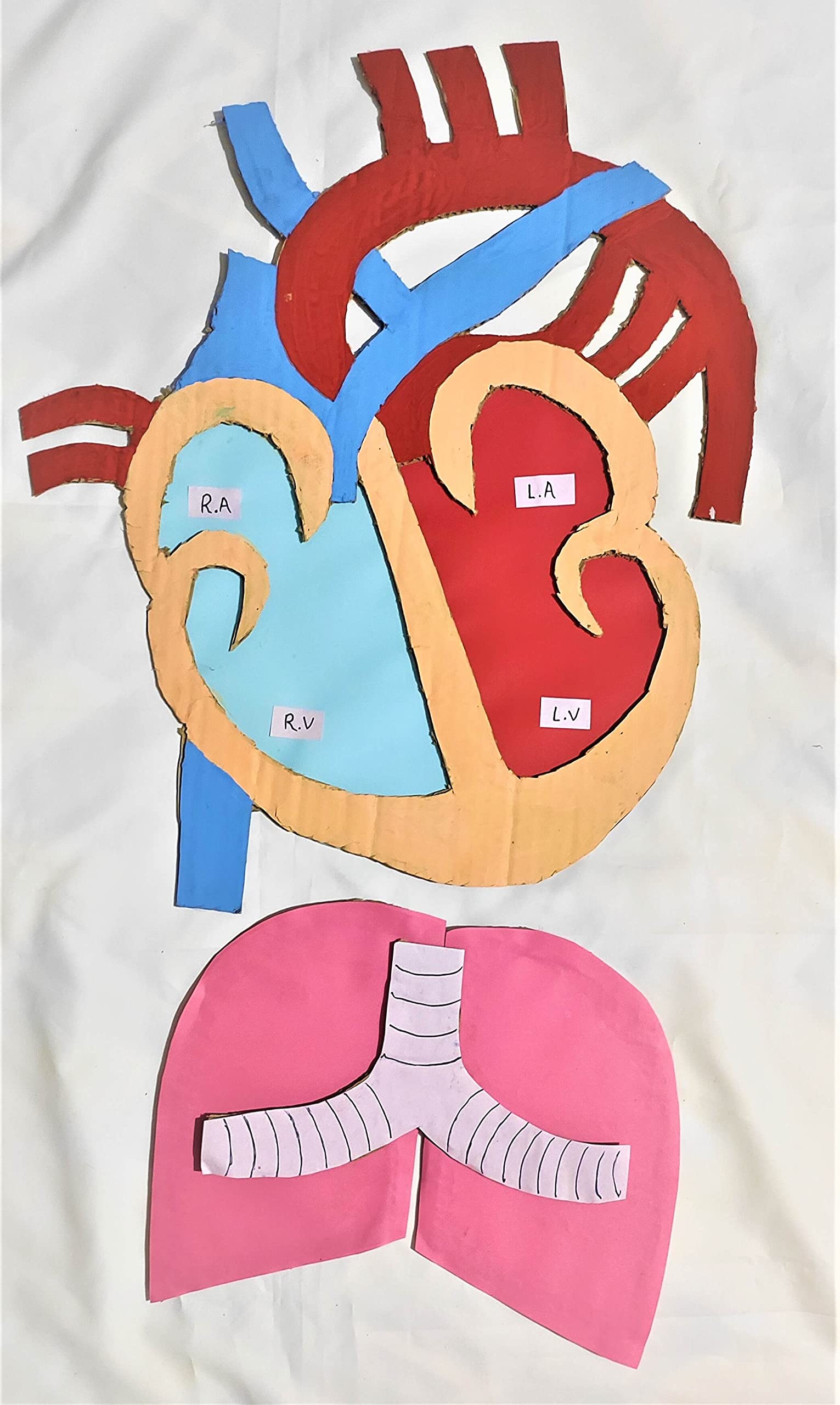 Human Heart Art Projects
