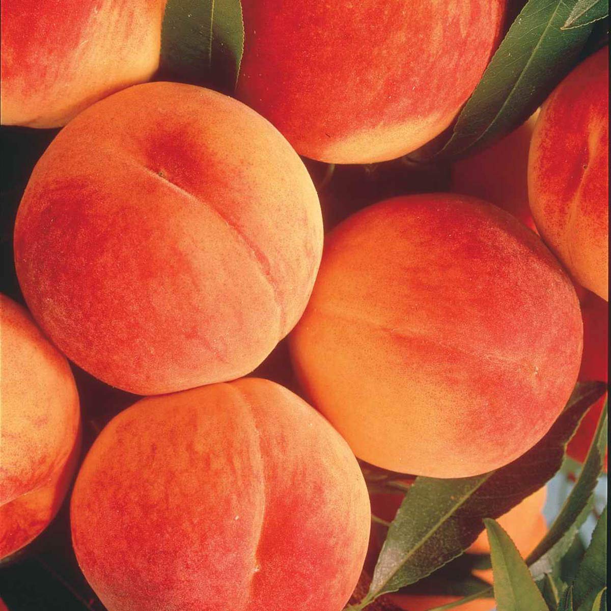 Fruit Trees Live Plants Ready To Fruit Elberta Peach Bare Root Tree ...