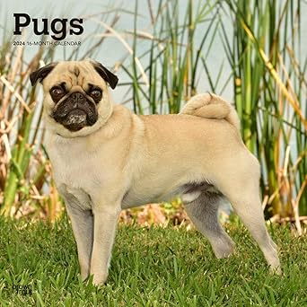 Amazon.co.jp: 2024年 パグ カレンダー/ブラウントラウト 30.5 x 61 cm (Pugs Square Calendar) : 文房具・オフィス用品
