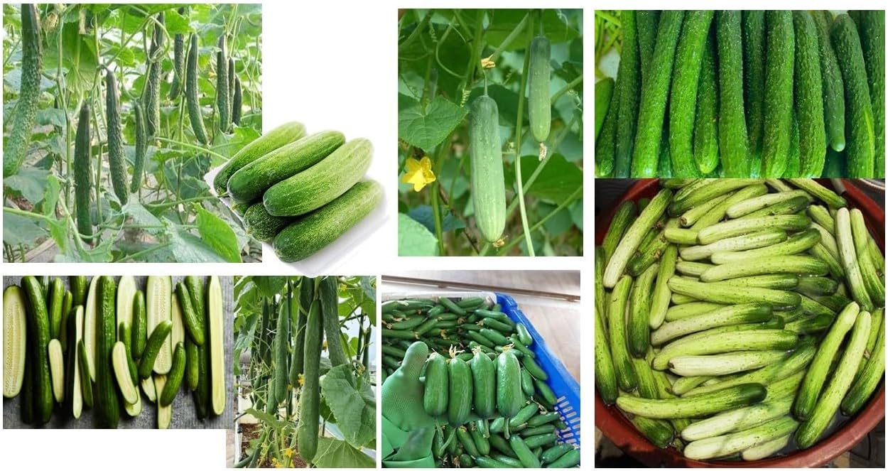 Amazon.com : 100+ Cucumber Mix Seeds 12 Asian Varieties Non-GMO ...