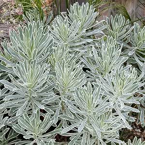 Euphorbia 'Silver Edge'. (cm Plant x 2. Grey-green foliage edged in ...